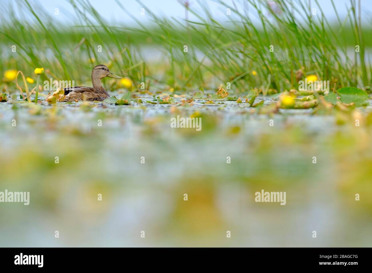 Mallard (Anas platyrhynchos) male in eclipse plumage. Nemunas Delta ...