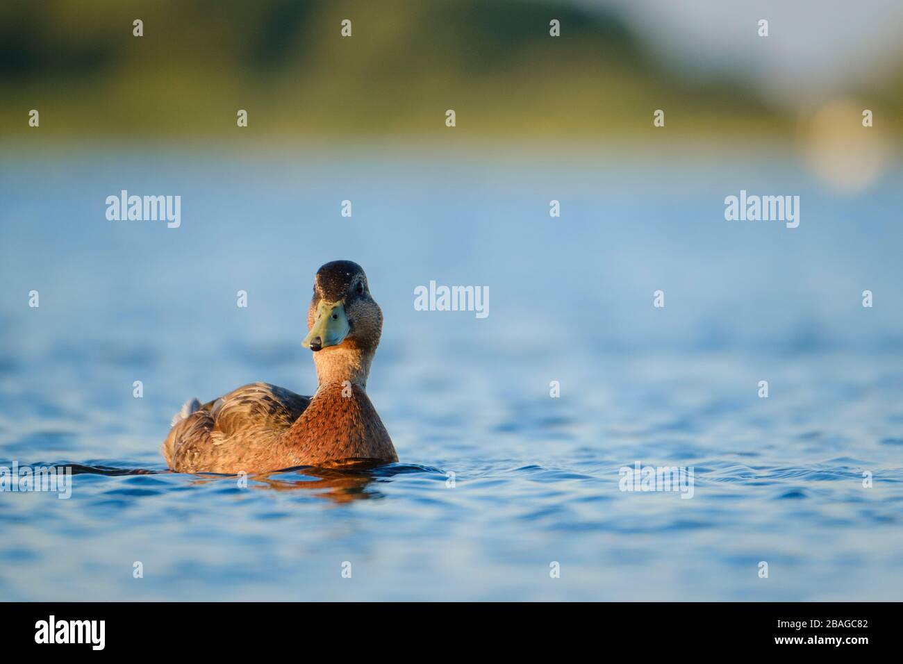 Mallard (Anas platyrhynchos) male in eclipse plumage. Nemunas Delta ...