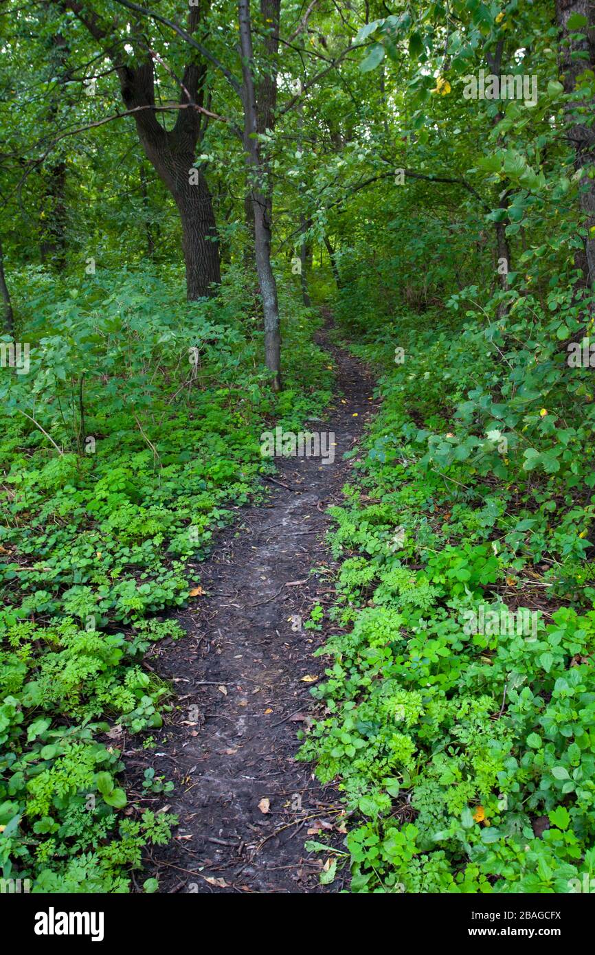 landscape with pathway in green forest Stock Photo - Alamy