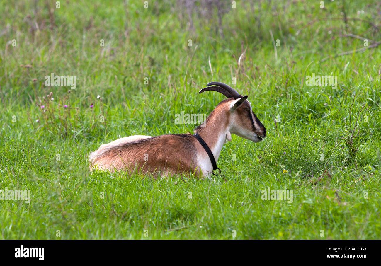 Goat on the meadow hi-res stock photography and images - Alamy