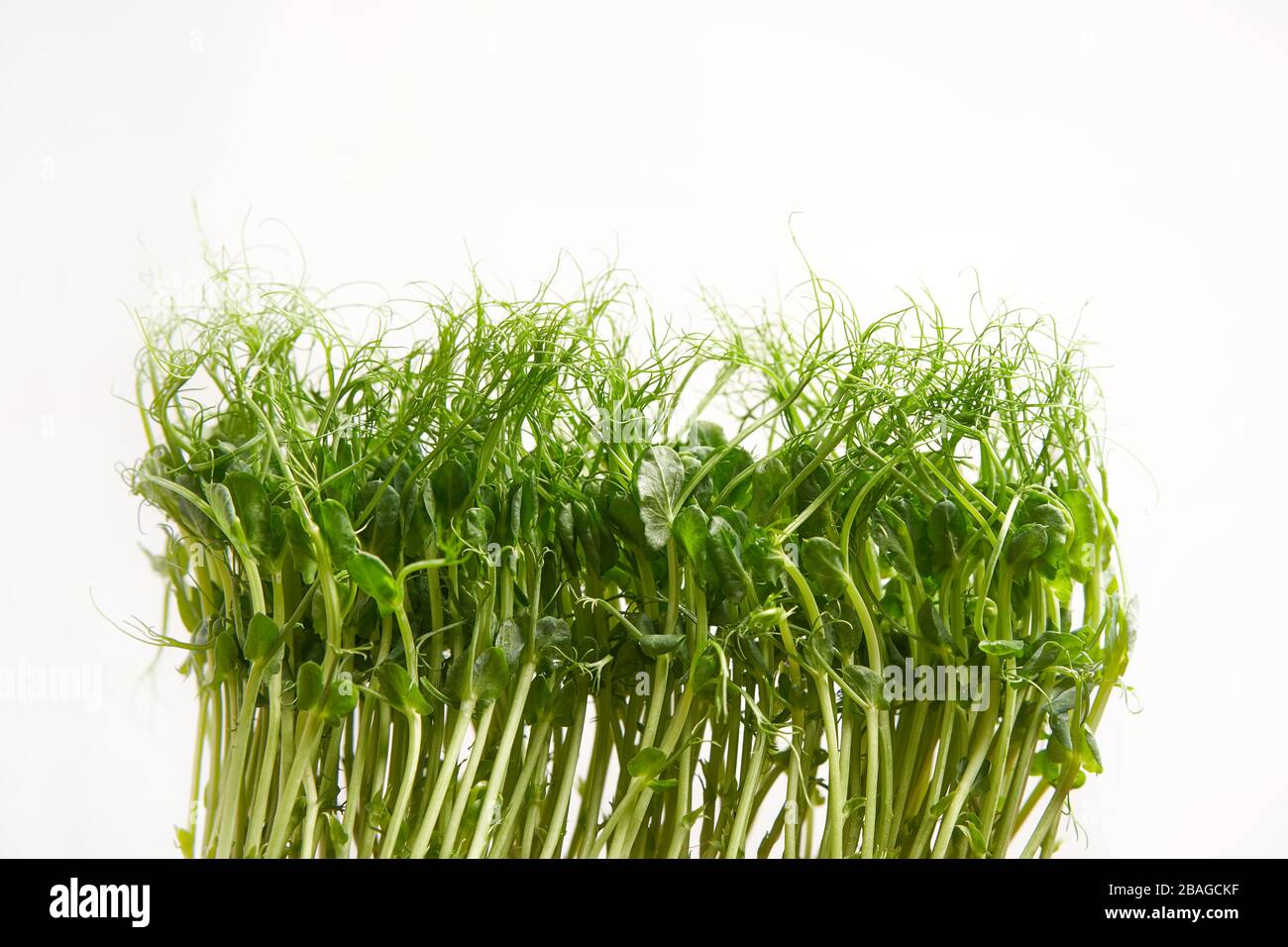 sprouted peas Green pea sprouts on a white background. Healthy and ...
