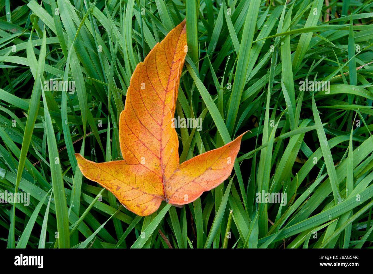 Nice green leaf hi-res stock photography and images - Alamy
