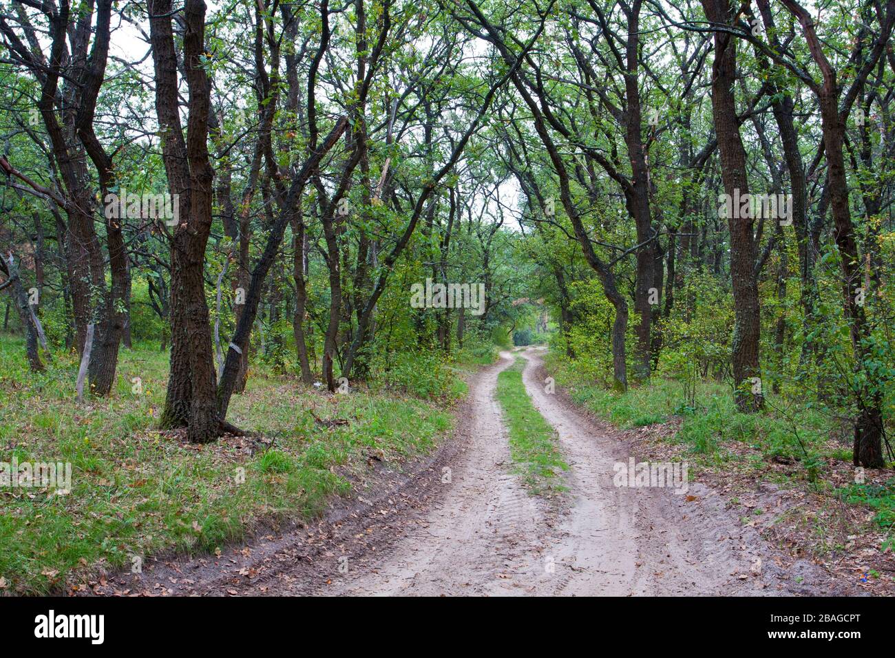 Scene with path in green forest Stock Photo - Alamy