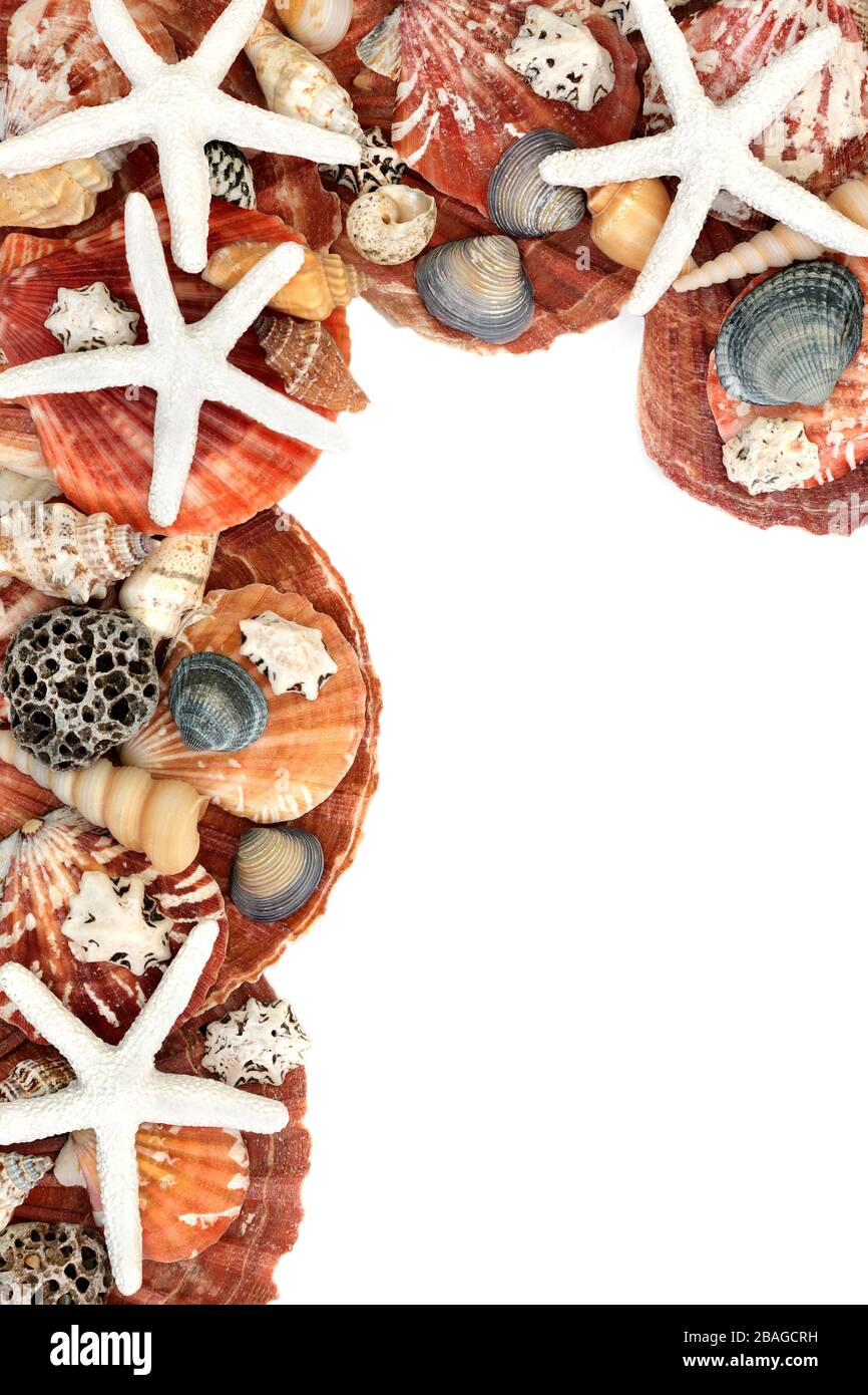 Seashell abstract with starfish, scallops and a large variety of shells ...