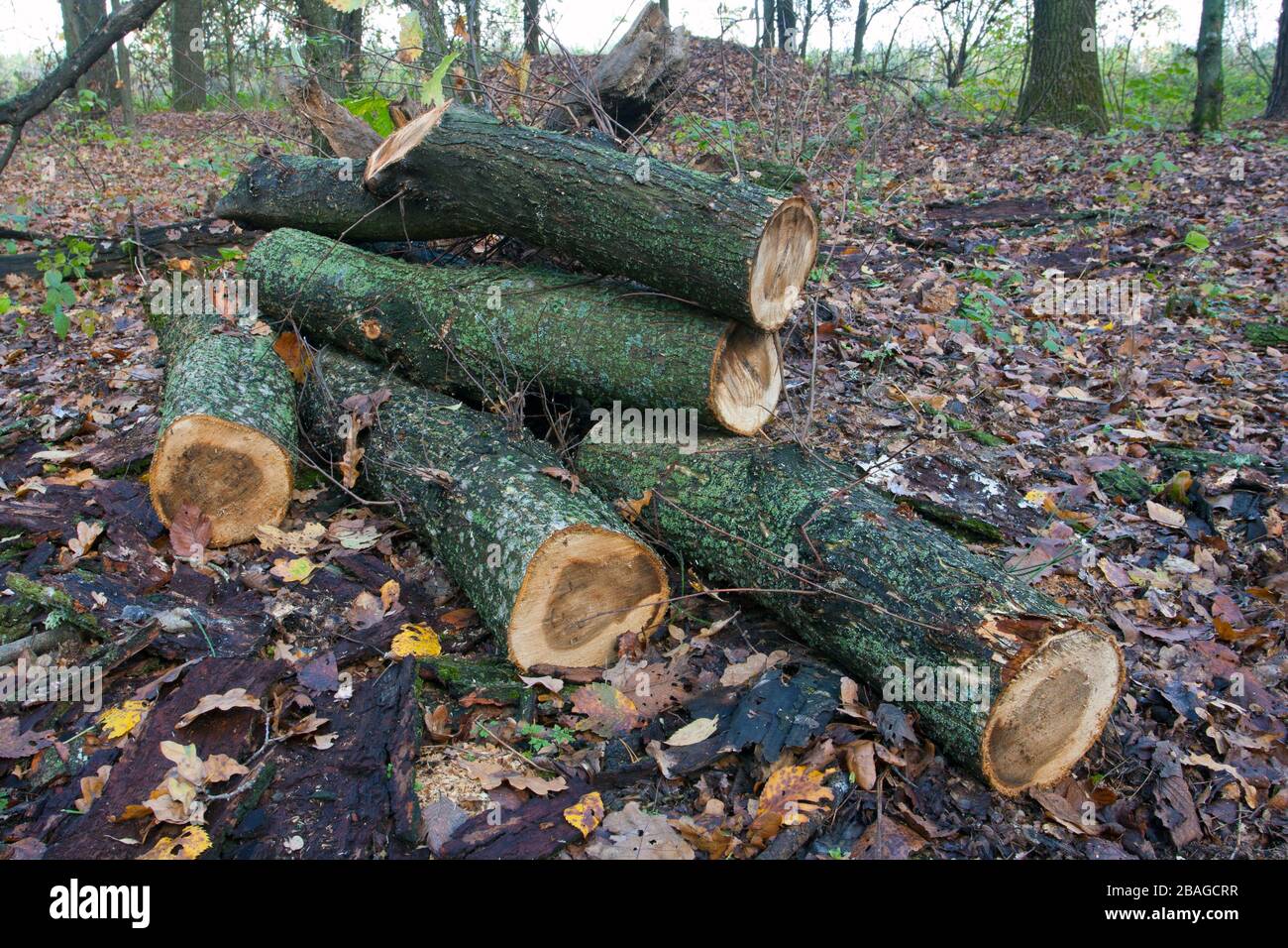 Firewood store hi-res stock photography and images - Alamy