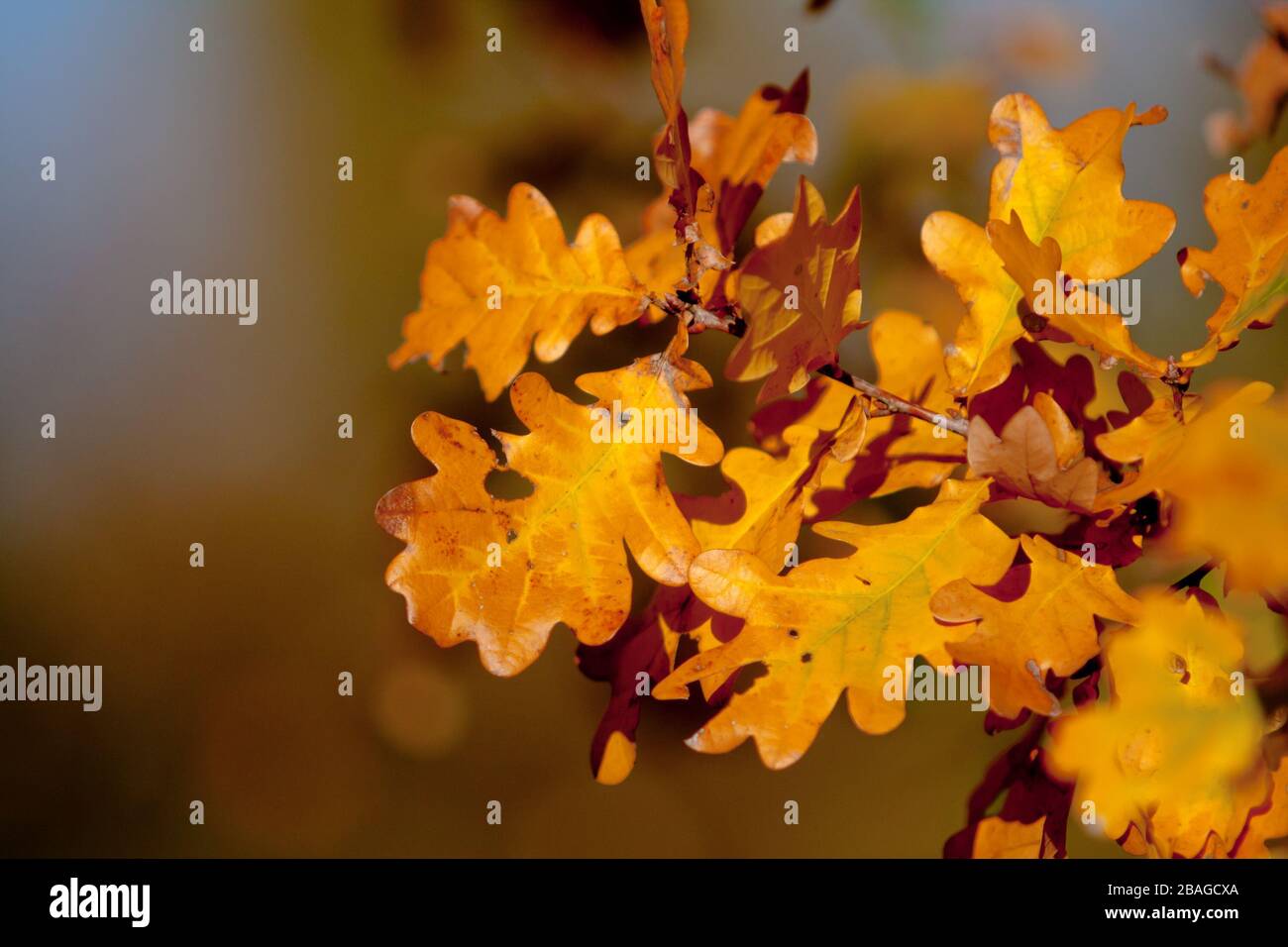 Soft leaf tree shadow hi-res stock photography and images - Alamy