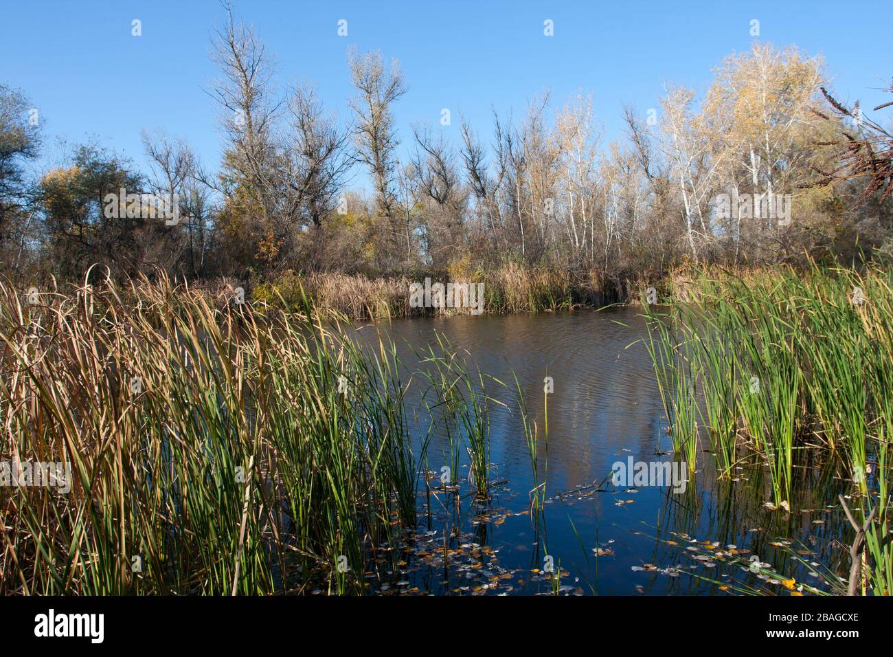Nice scene in sunny september day on lake Stock Photo - Alamy