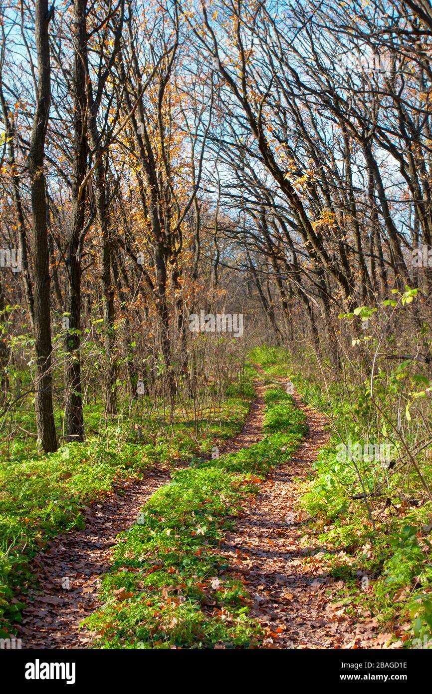 scene with path in autumn forest Stock Photo - Alamy