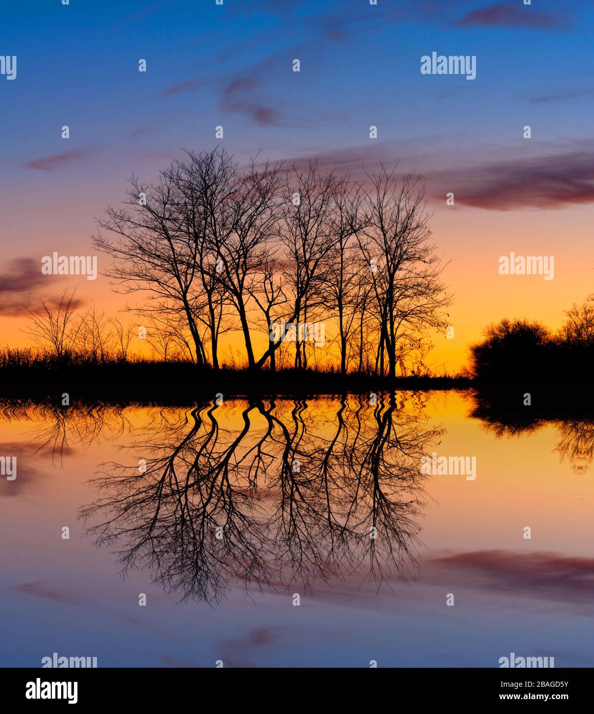 Evening scene wit leafless trees on sunset background near lake Stock ...