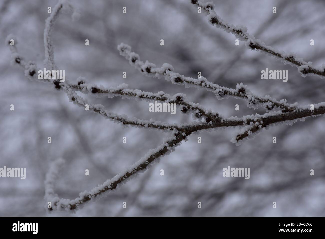 A few thin twigs under the snow. White blurred background Stock Photo ...