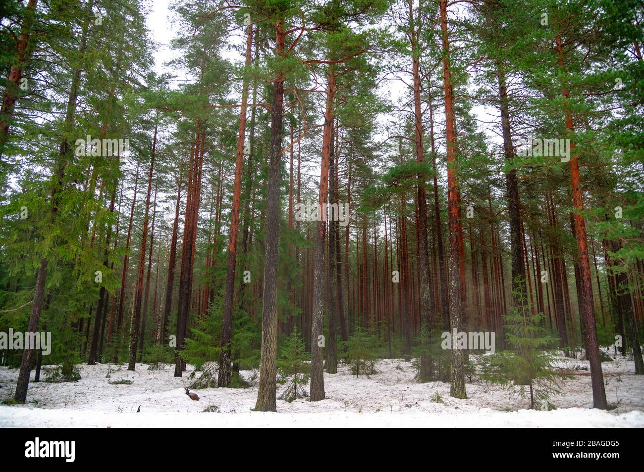 Norway pine hi-res stock photography and images - Alamy