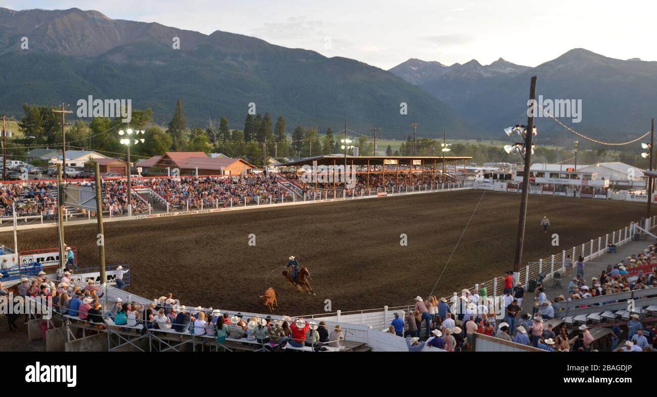 Steer roping event at the Chief Joseph Days Rodeo in Joseph, Oregon ...
