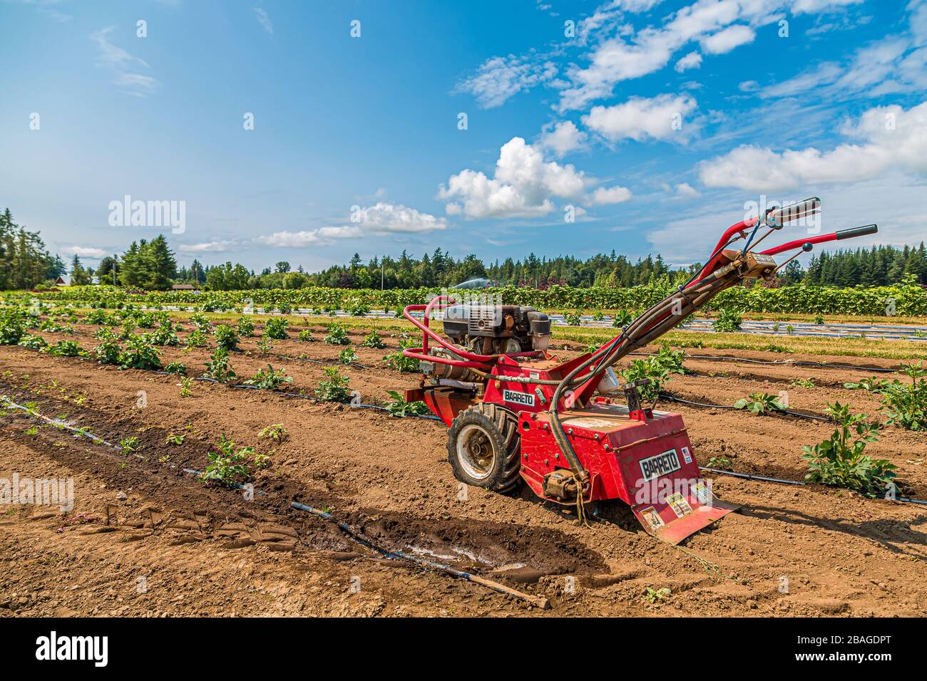 Red Tiller in a Working Nursery Stock Photo - Alamy