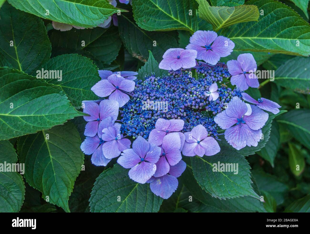 Lacecap Hydrangea at Butchart Gardens, Victoria, British Columbia ...