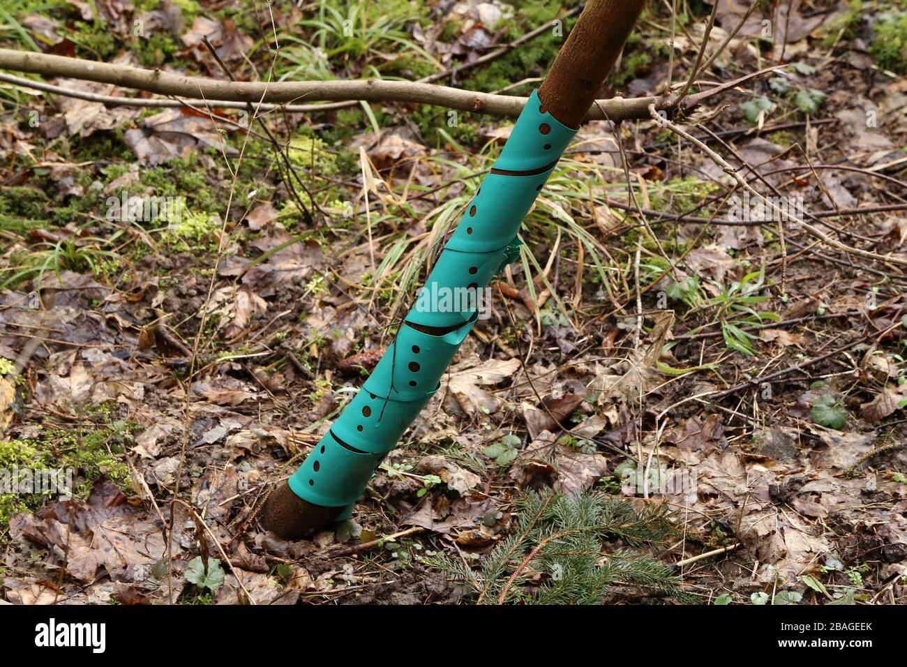 Newly planted young trees in the forest Stock Photo - Alamy