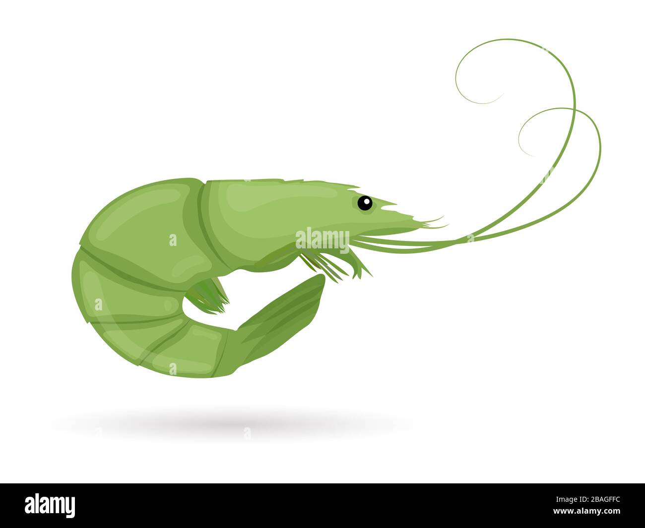 Tiger prawn illustration Stock Vector Images - Alamy