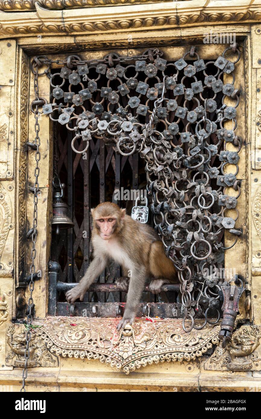 Sacred monkeys in a Stupa at Swayambhunath Monkey temple - Kathmandu ...