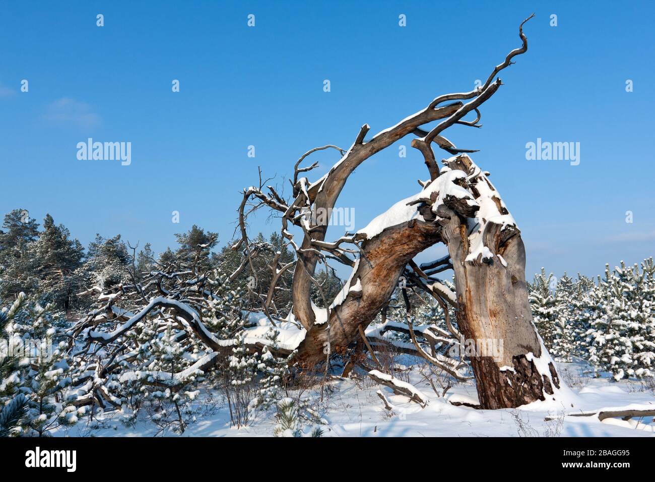 Old dead tree in winter forest Stock Photo - Alamy