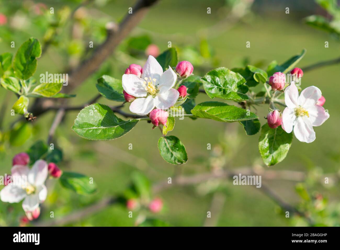 The Apple tree blooms. Spring flowers Stock Photo - Alamy