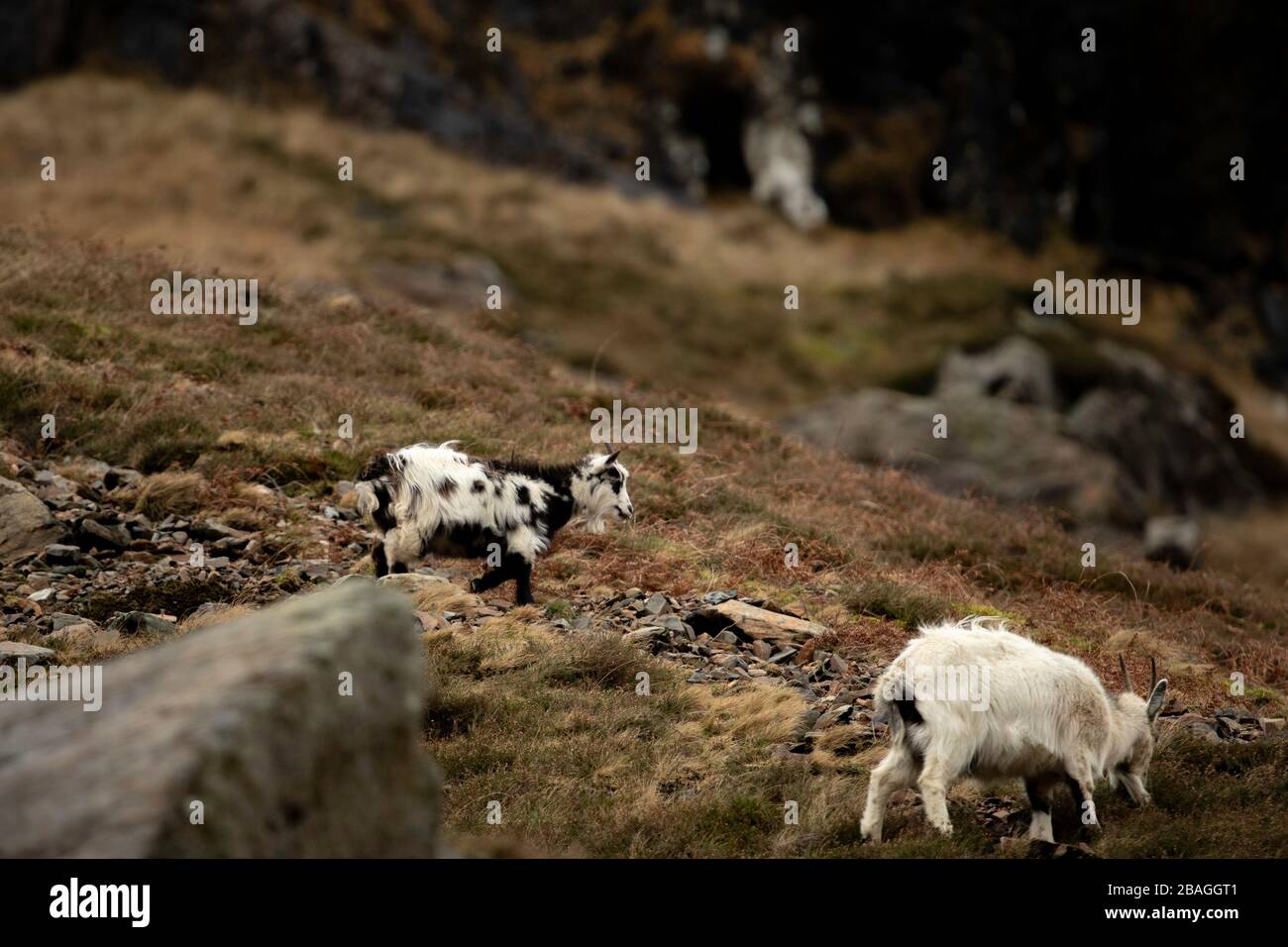 Wild Welsh Feral Longhorn Mountain Goat in Snowdonia North Wales Stock ...