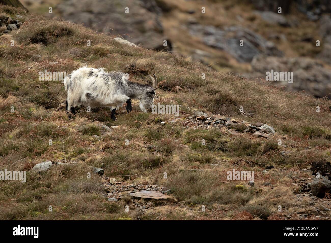 Wild Welsh Feral Longhorn Mountain Goat in Snowdonia North Wales Stock ...