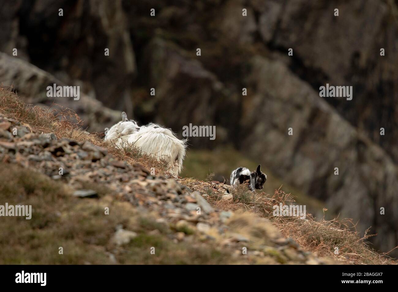 Wild Welsh Feral Longhorn Mountain Goat in Snowdonia North Wales Stock ...