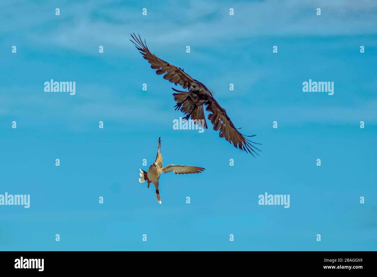 American crow (Corvus brachyrhynchos) dove chasing the crown in ...