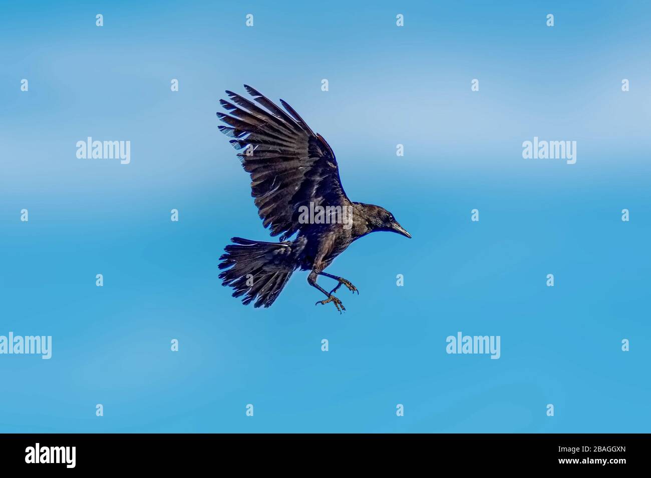 American crow in flight hi-res stock photography and images - Alamy