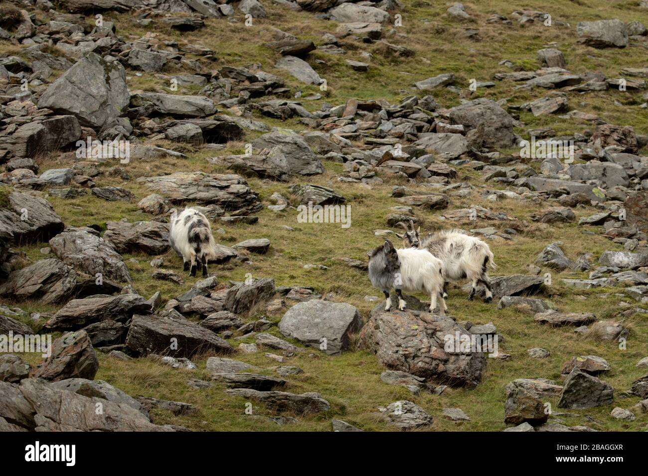 Wild Welsh Feral Longhorn Mountain Goat in Snowdonia North Wales Stock ...