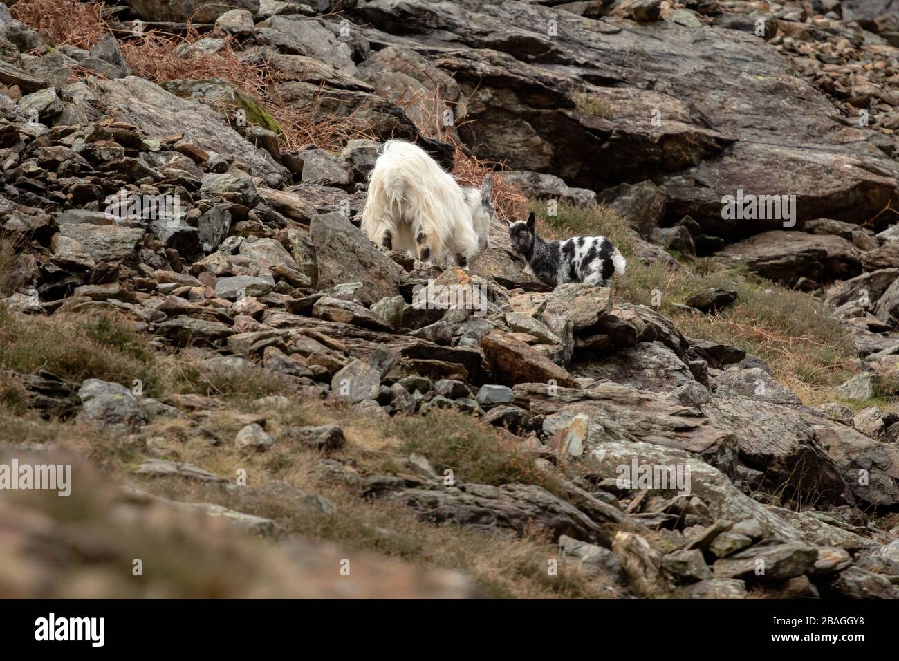 Wild Welsh Feral Longhorn Mountain Goat in Snowdonia North Wales Stock ...