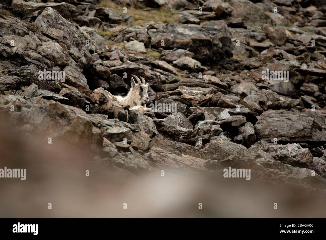 Wild Welsh Feral Longhorn Mountain Goat in Snowdonia North Wales Stock ...
