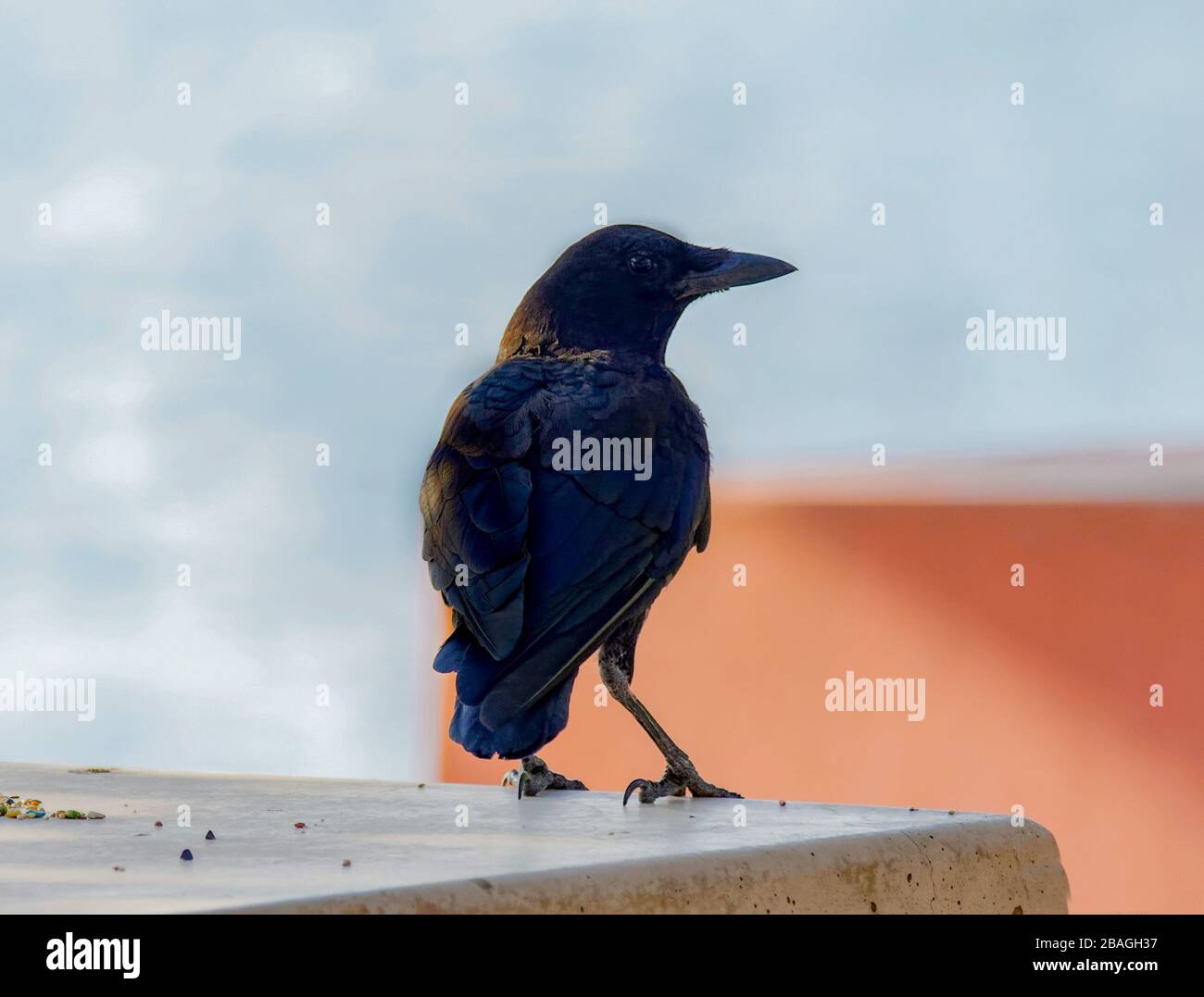 American crow (Corvus brachyrhynchos) flying in Winnetka ca USA Stock ...