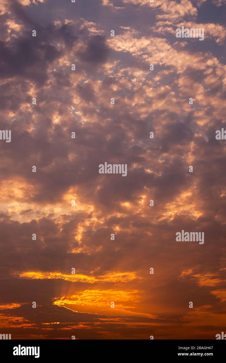 Mixture of altocumulus and stratocumulus clouds at sunset with dramatic ...