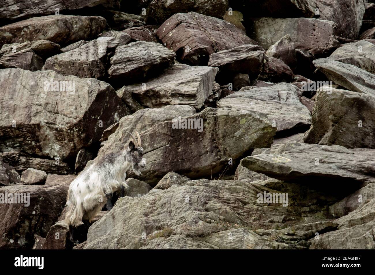 Wild Welsh Feral Longhorn Mountain Goat in Snowdonia North Wales Stock ...