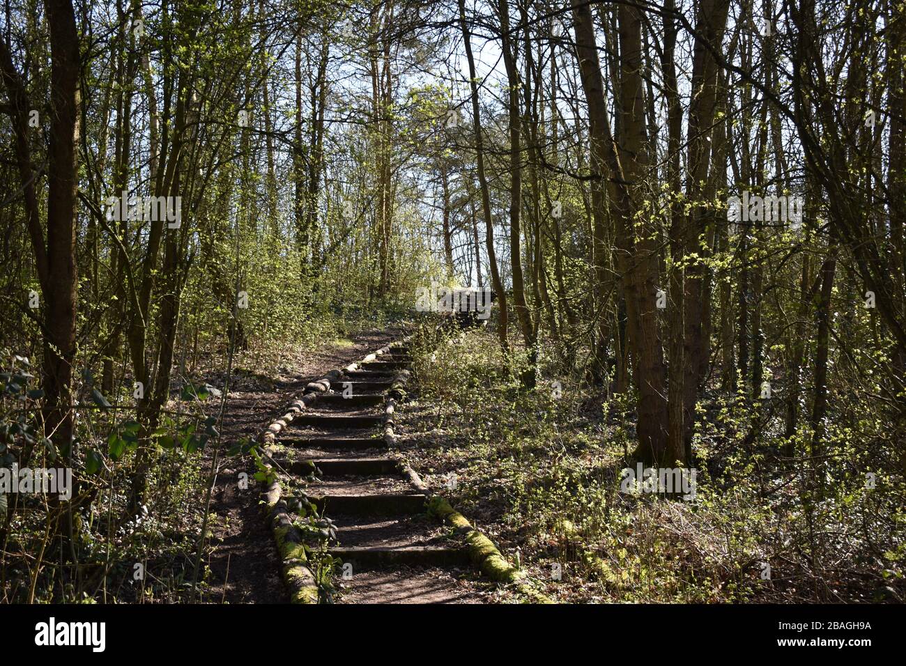 Forest scenes from Buckhurst Hill, Essex Stock Photo - Alamy