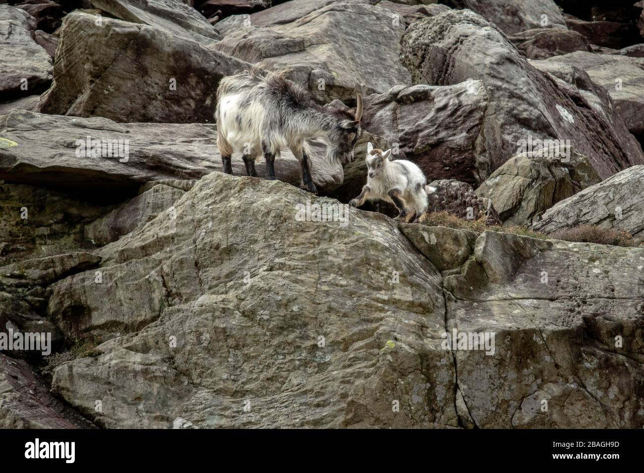 Wild Welsh Feral Longhorn Mountain Goat in Snowdonia North Wales Stock ...