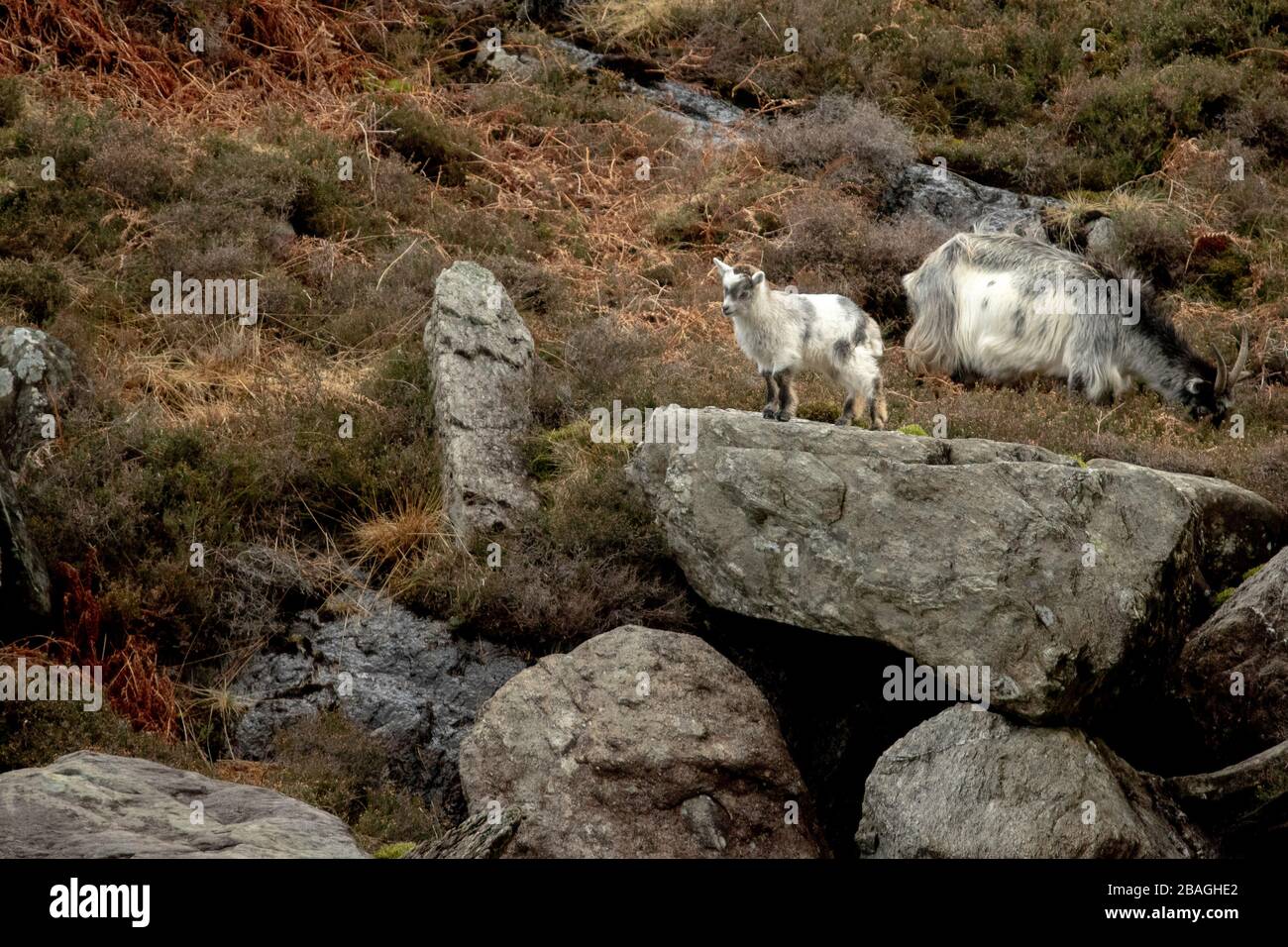 Welsh longhorn goat hi-res stock photography and images - Alamy