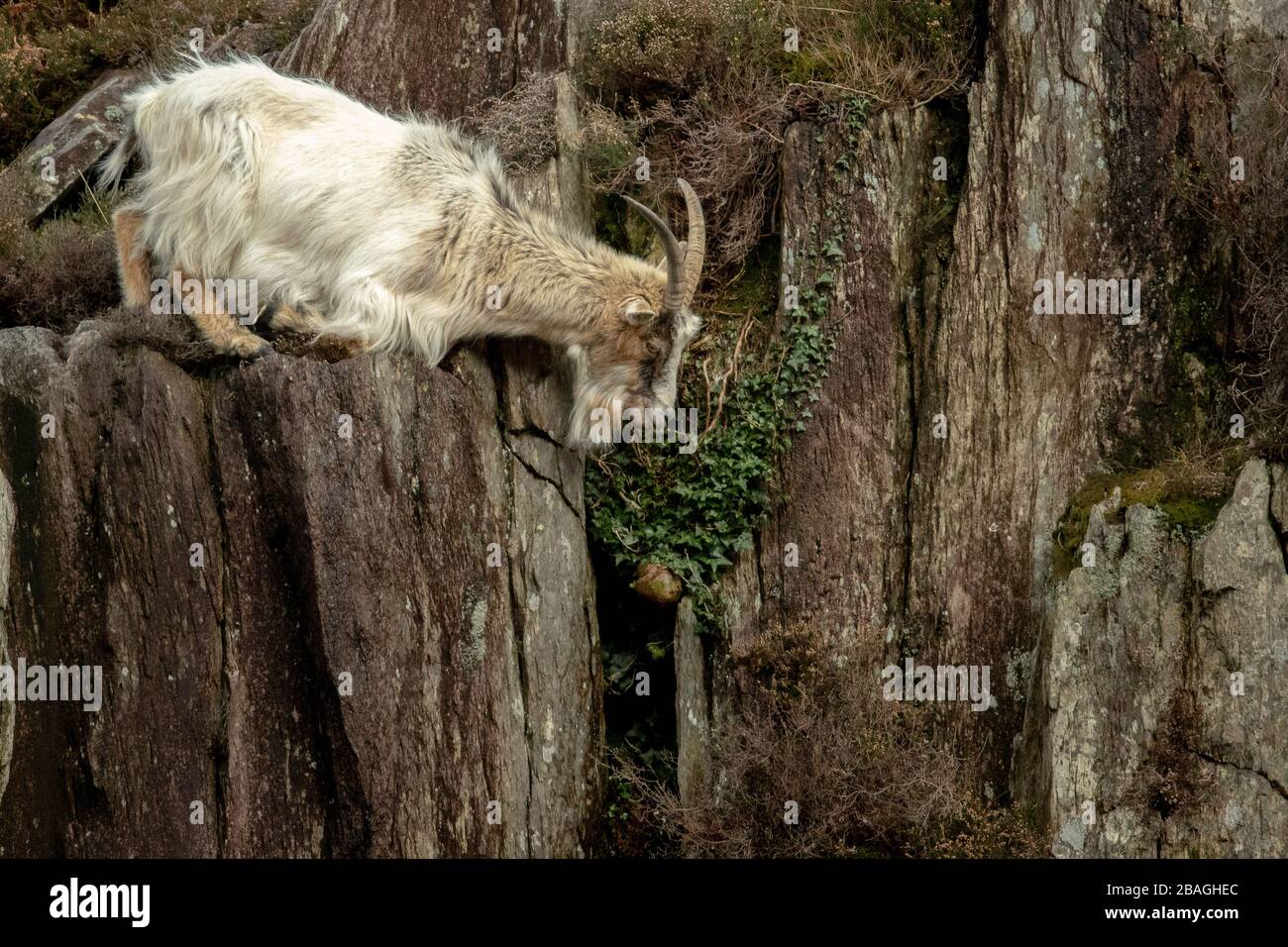 Wild Welsh Feral Longhorn Mountain Goat in Snowdonia North Wales Stock ...
