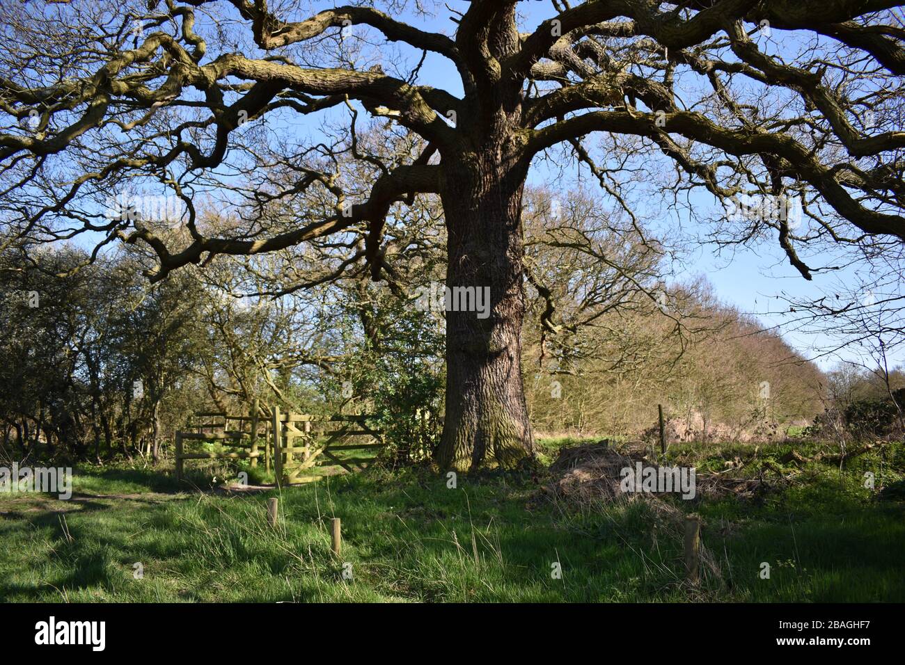 Forest scenes from Buckhurst Hill, Essex Stock Photo - Alamy