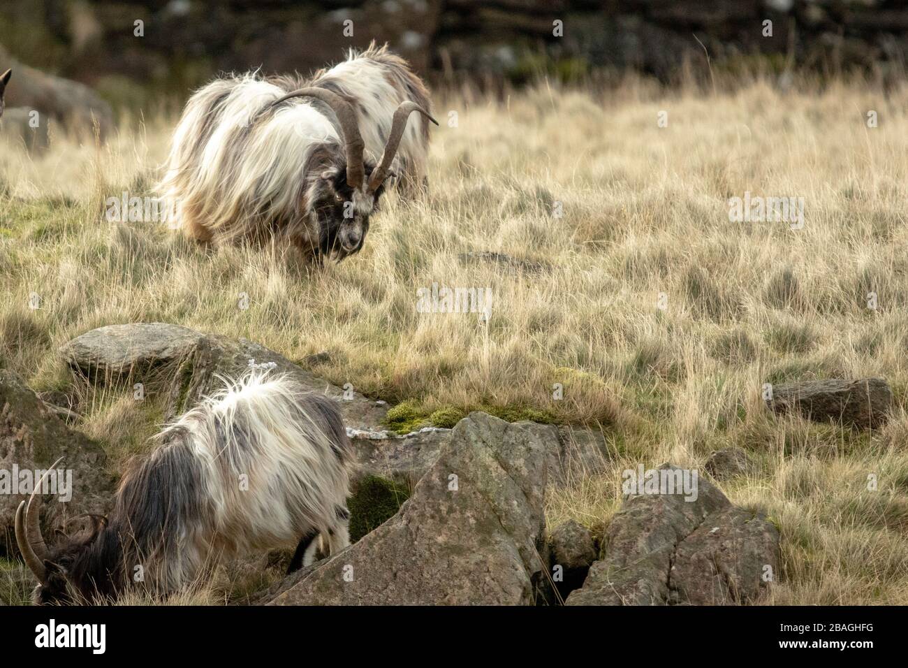 Wild Welsh Feral Longhorn Mountain Goat in Snowdonia North Wales Stock ...