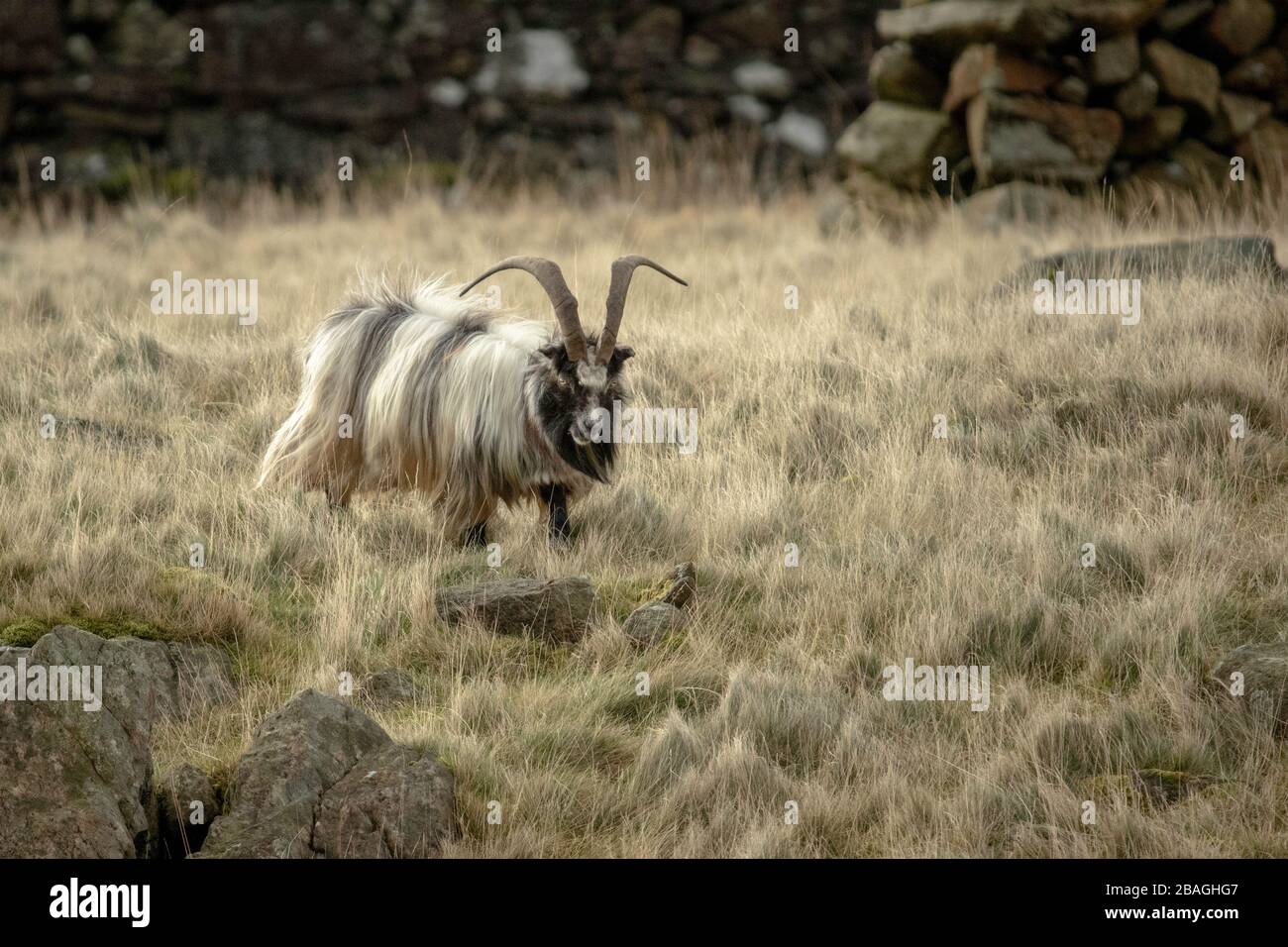 Wild Welsh Feral Longhorn Mountain Goat in Snowdonia North Wales Stock ...