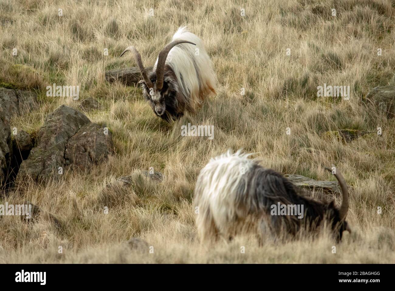 Wild Welsh Feral Longhorn Mountain Goat in Snowdonia North Wales Stock ...