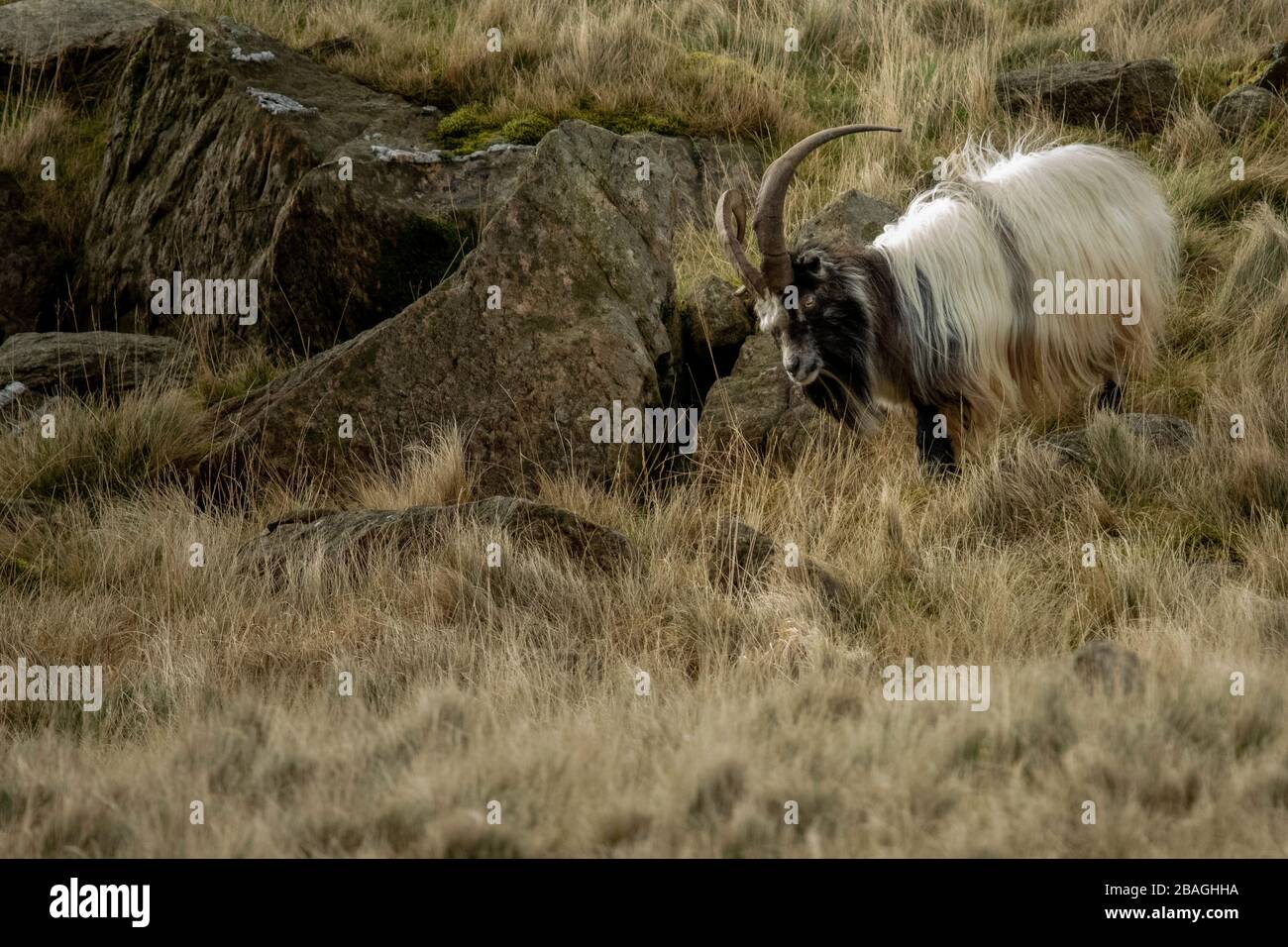 Wild Welsh Feral Longhorn Mountain Goat in Snowdonia North Wales Stock ...