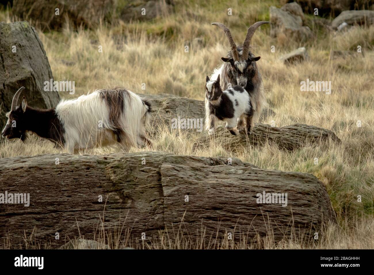 Wild Welsh Feral Longhorn Mountain Goat in Snowdonia North Wales Stock ...