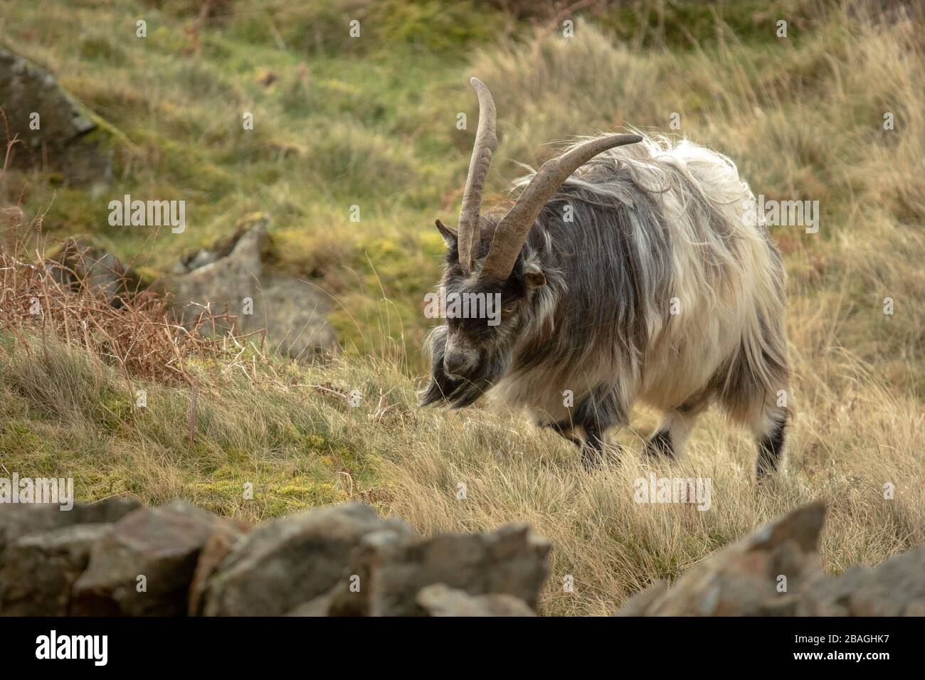 Wild Welsh Feral Longhorn Mountain Goat in Snowdonia North Wales Stock ...
