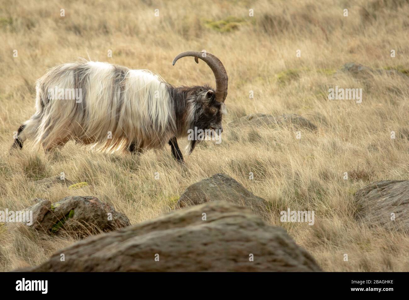 Wild Welsh Feral Longhorn Mountain Goat in Snowdonia North Wales Stock ...