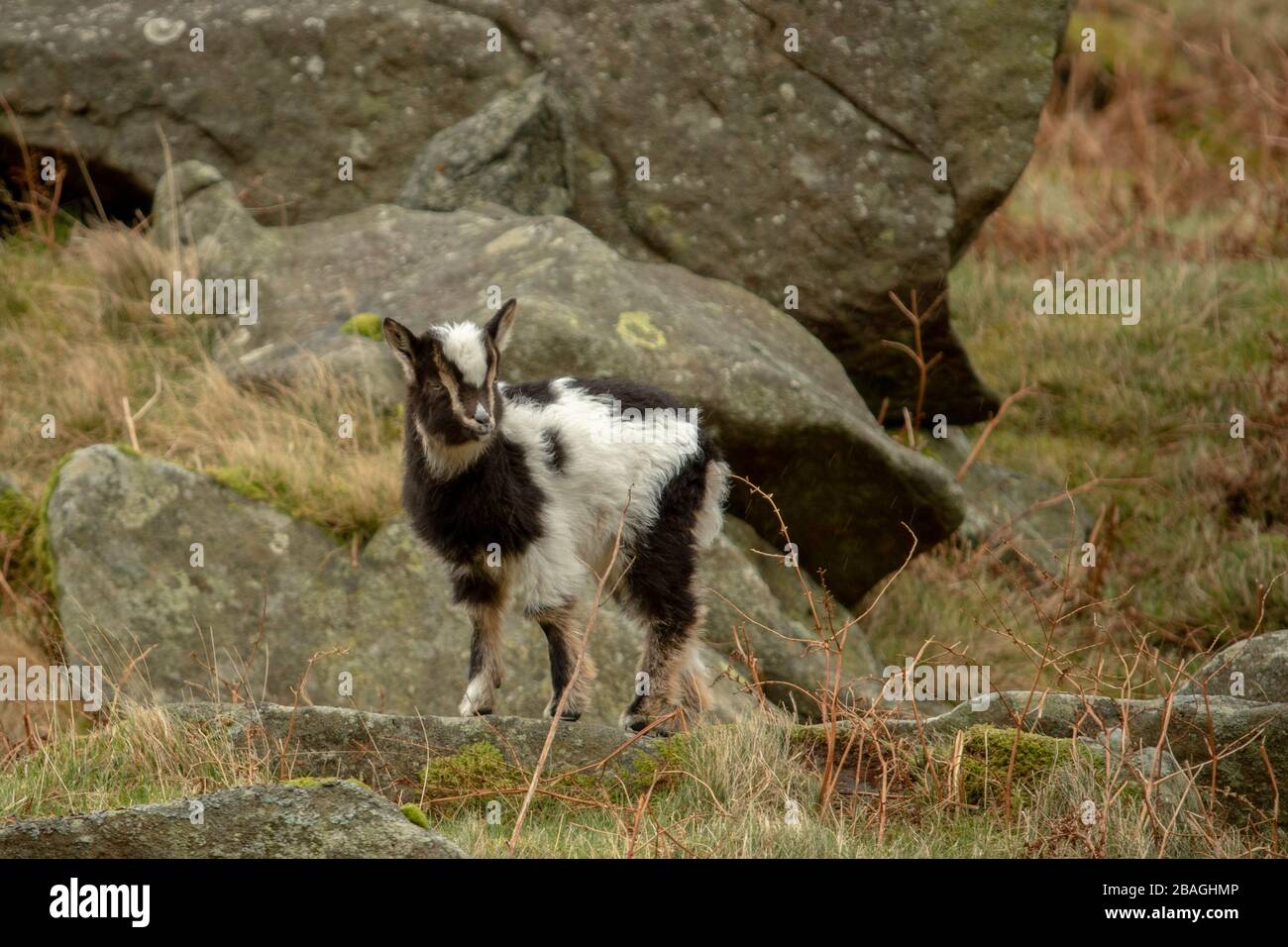 Wild Welsh Feral Longhorn Mountain Goat in Snowdonia North Wales Stock ...