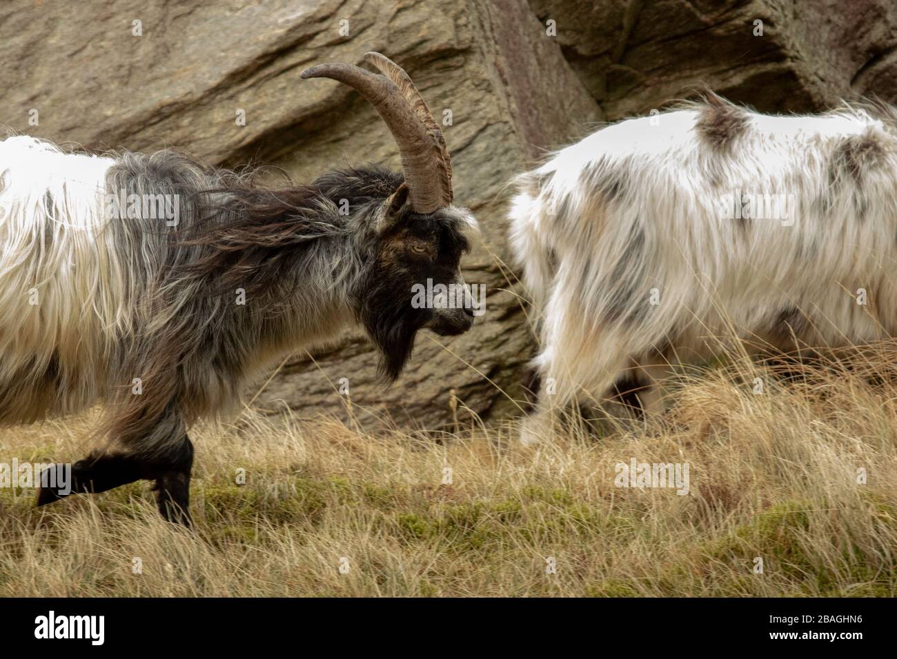 Wild Welsh Feral Longhorn Mountain Goat in Snowdonia North Wales Stock ...