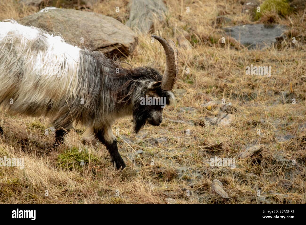 Welsh longhorn goat hi-res stock photography and images - Alamy