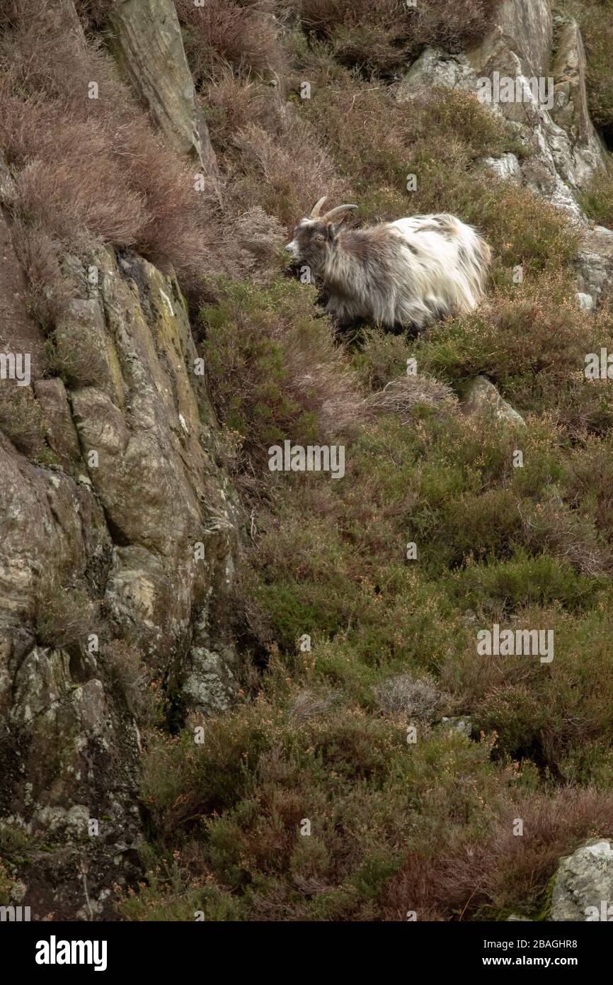 Wild Welsh Feral Longhorn Mountain Goat in Snowdonia North Wales Stock ...